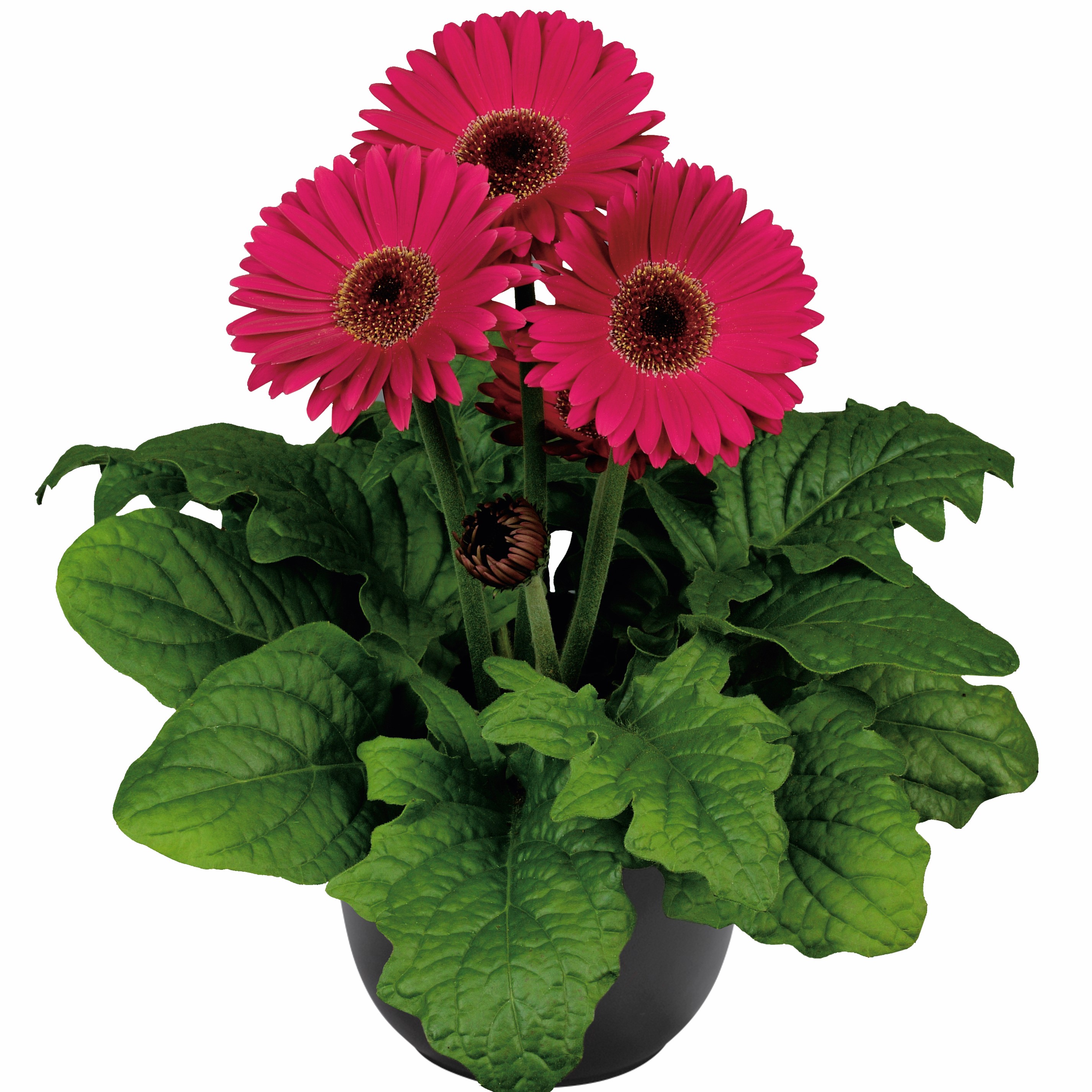Gerbera Flori Line Maxi Lilac Black Center 128/128 Ellepot Tray SF ...