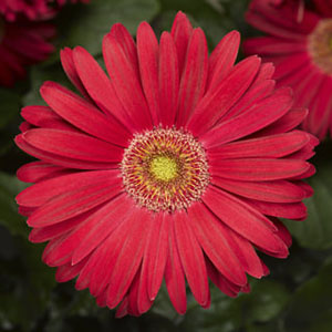 Gerbera Seed - Griffin Greenhouse Supplies