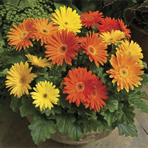Gerbera Seed - Griffin Greenhouse Supplies