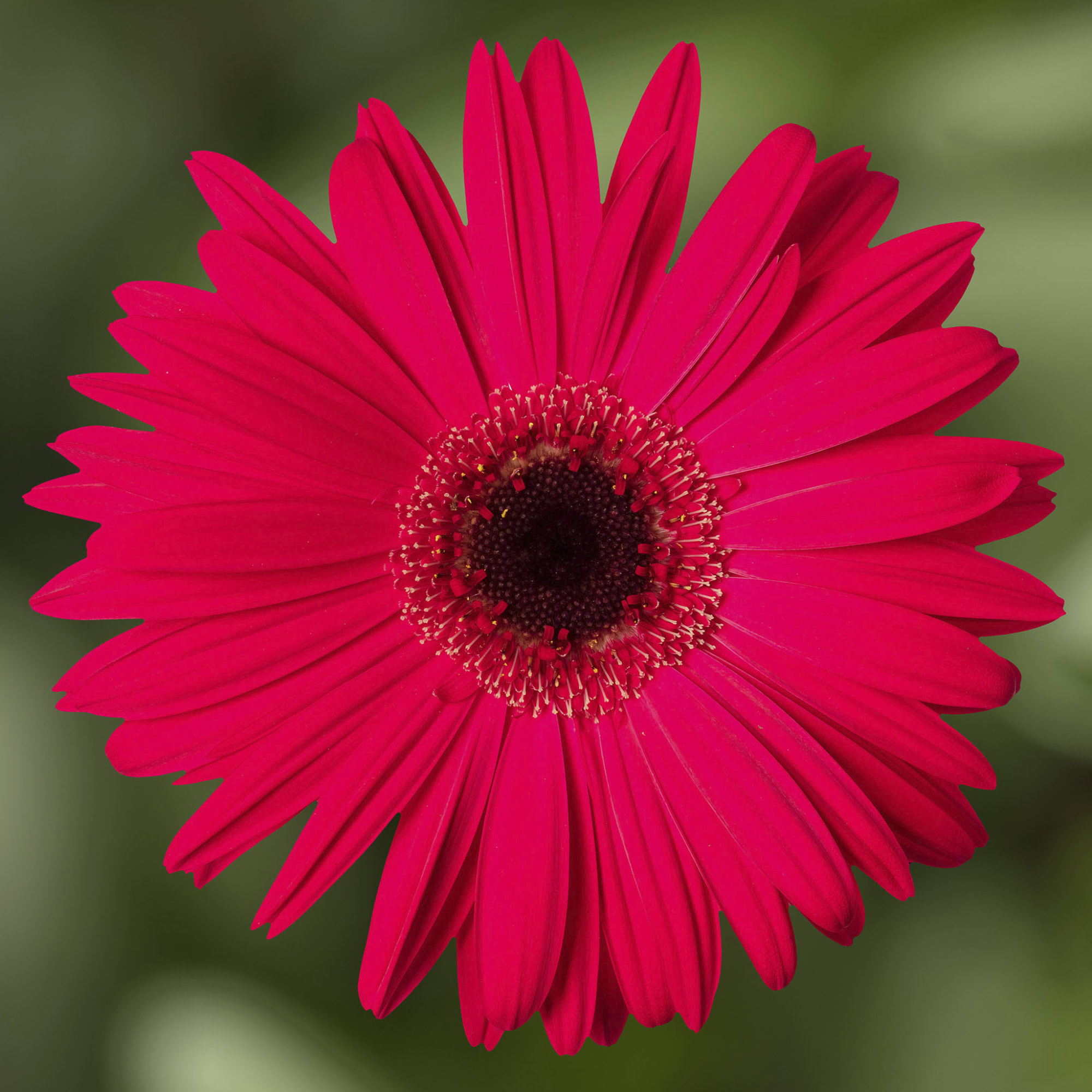 Gerbera Jaguar Rose Dark Center CTD - Griffin Greenhouse Supplies