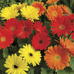 Gerbera Seed - Griffin Greenhouse Supplies