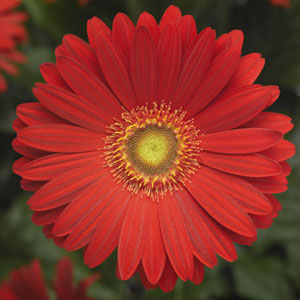Gerbera Seed - Griffin Greenhouse Supplies