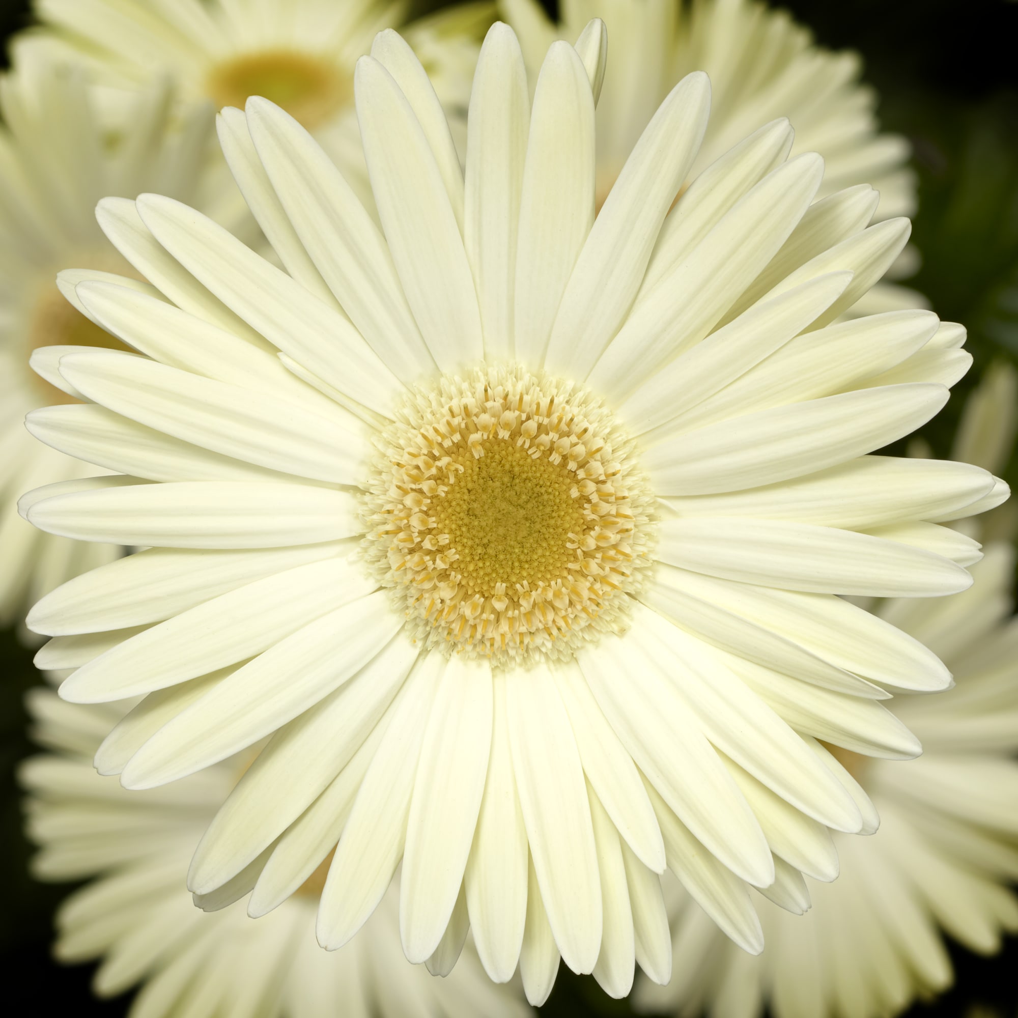 Gerbera Seed - Griffin Greenhouse Supplies