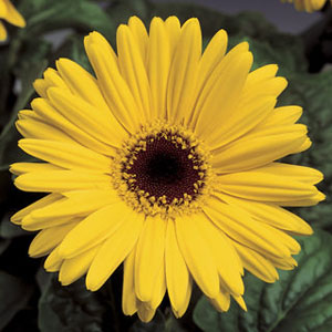 Gerbera Seed - Griffin Greenhouse Supplies