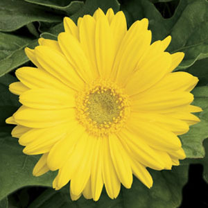 Gerbera Seed - Griffin Greenhouse Supplies