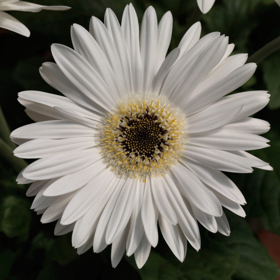 Gerbera Seed - Griffin Greenhouse Supplies