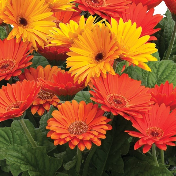 Gerbera Seed - Griffin Greenhouse Supplies