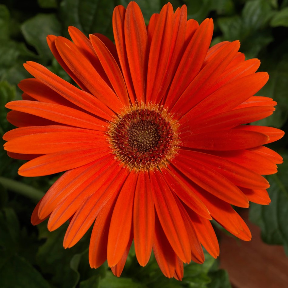 Gerbera Seed - Griffin Greenhouse Supplies
