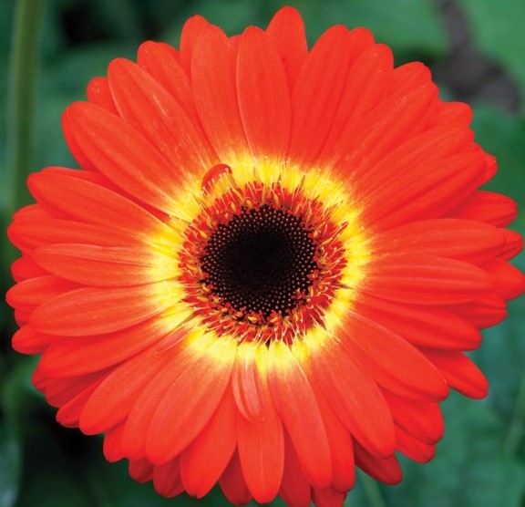 Gerbera Seed - Griffin Greenhouse Supplies