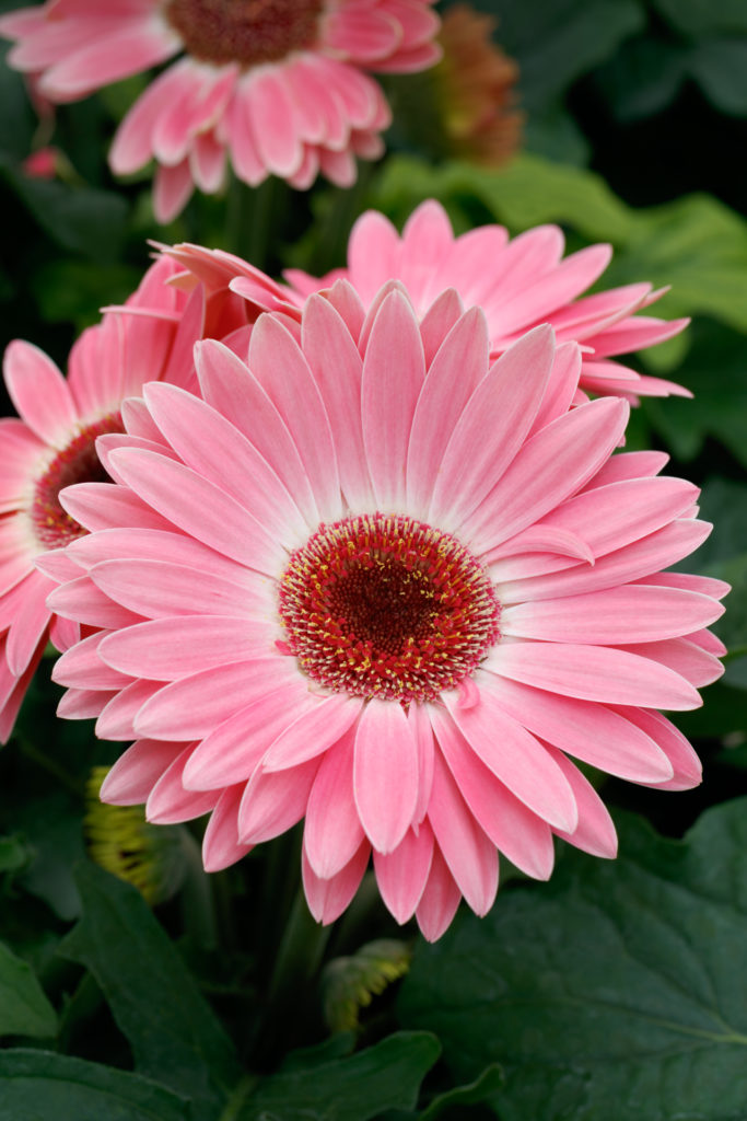 Gerbera Seed - Griffin Greenhouse Supplies
