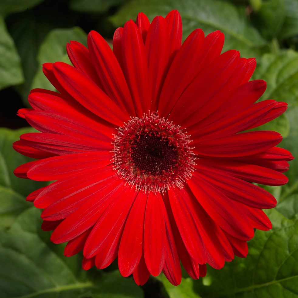 Gerbera Seed - Griffin Greenhouse Supplies