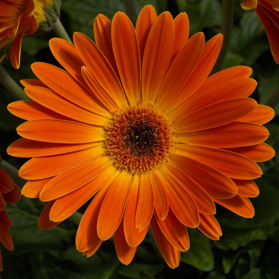 Gerbera Seed - Griffin Greenhouse Supplies
