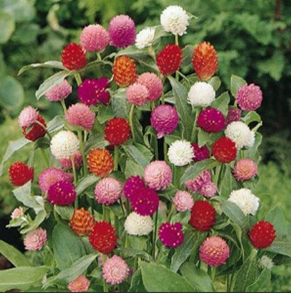Gomphrena Gnome Mix ASTD - Griffin Greenhouse Supplies