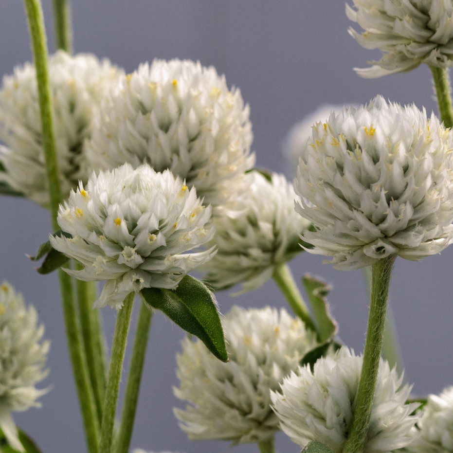 Gomphrena Ping Pong White ASTD - Griffin Greenhouse Supplies