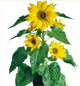 Helianthus Seed - Griffin Greenhouse Supplies