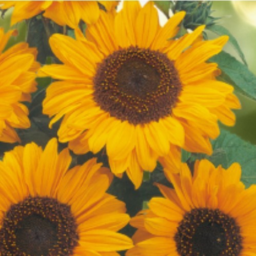 Helianthus Soraya (001000) (1K) ASTD - Griffin Greenhouse Supplies