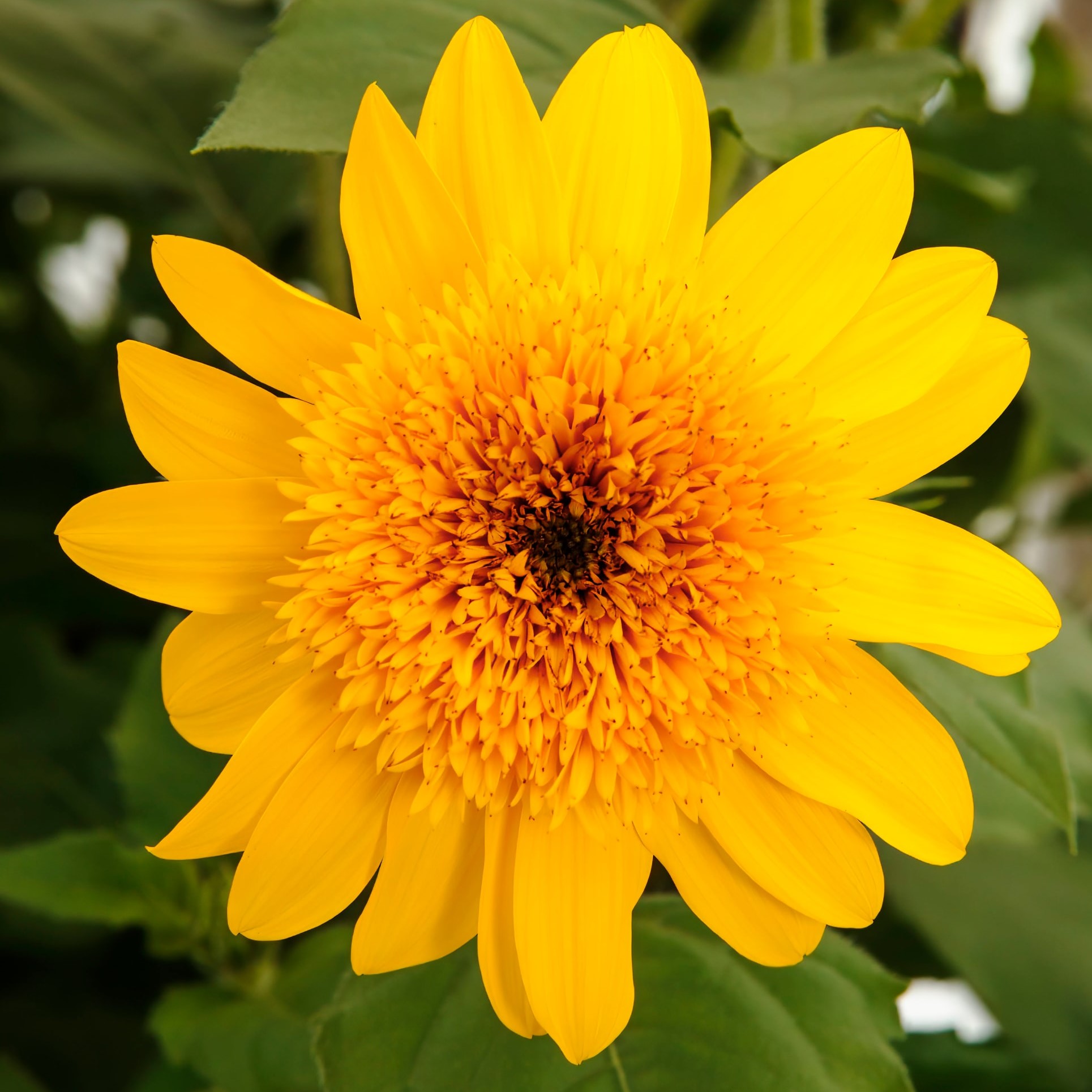You Searched For "helianthus" - Griffin Greenhouse Supplies