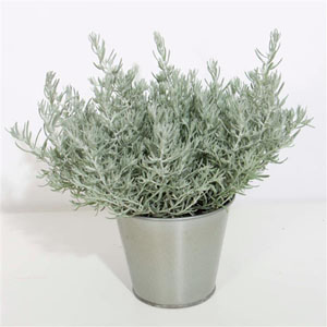 You Searched For "helichrysum" - Griffin Greenhouse Supplies