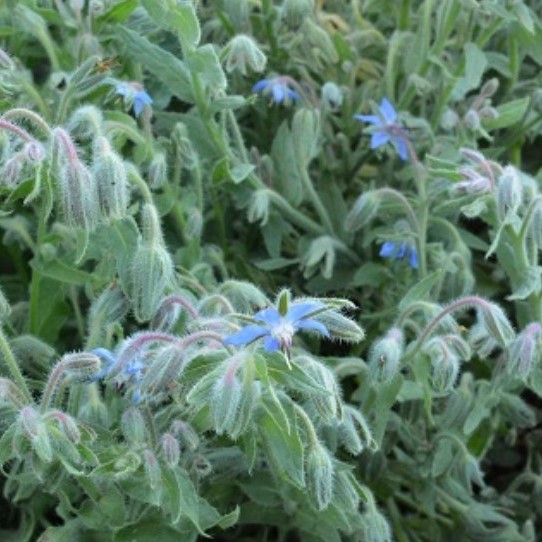 Borage Seed - Griffin Greenhouse Supplies