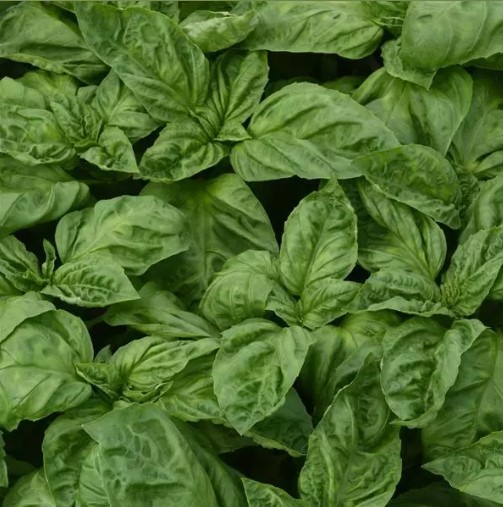 Ocimum Basil Newton ASTD - Griffin Greenhouse Supplies