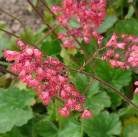 Heuchera Seed - Griffin Greenhouse Supplies