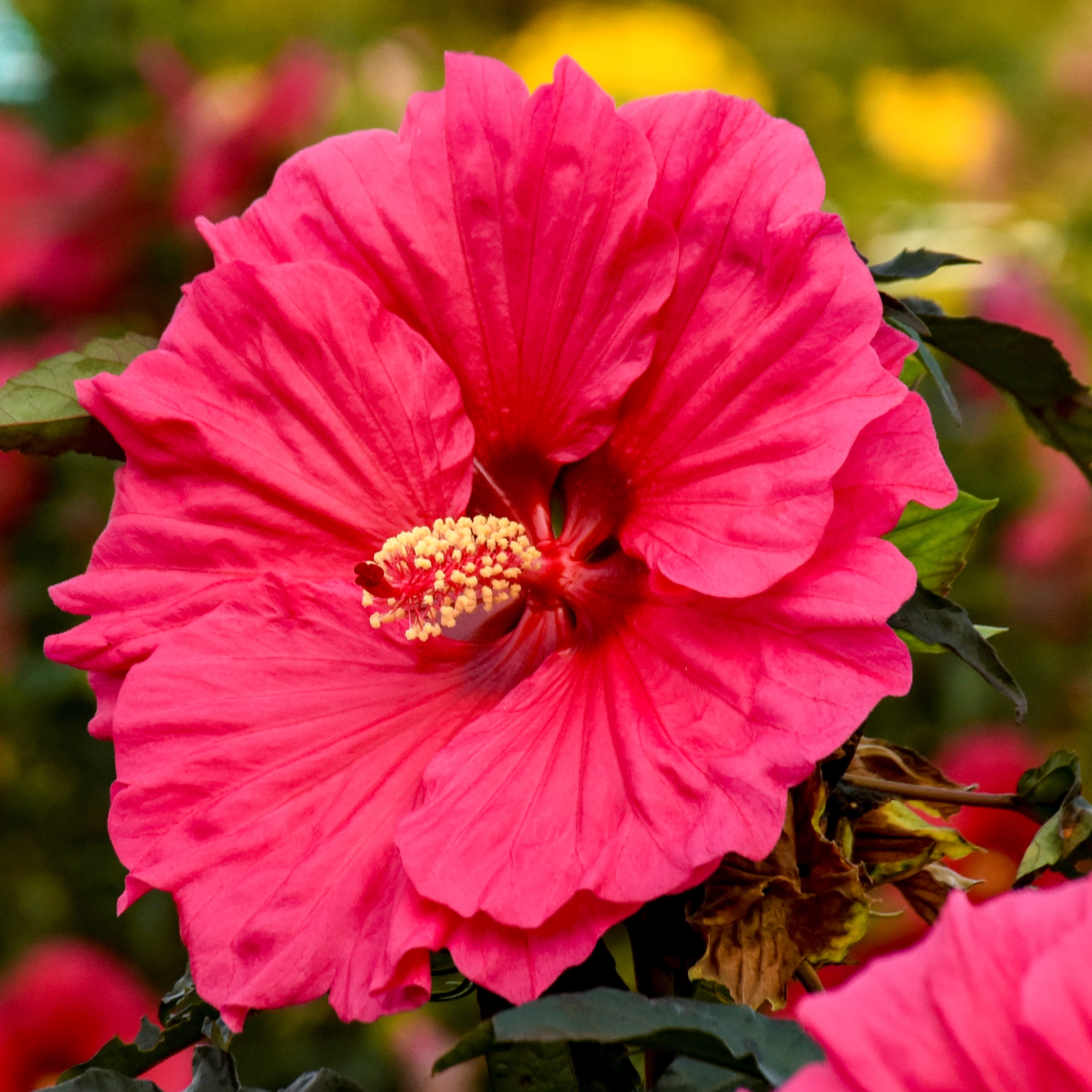 You Searched For "hibiscus" - Griffin Greenhouse Supplies