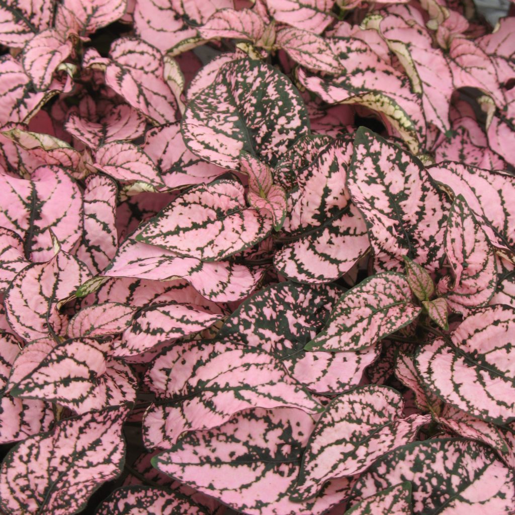 Hypoestes Seed - Griffin Greenhouse Supplies
