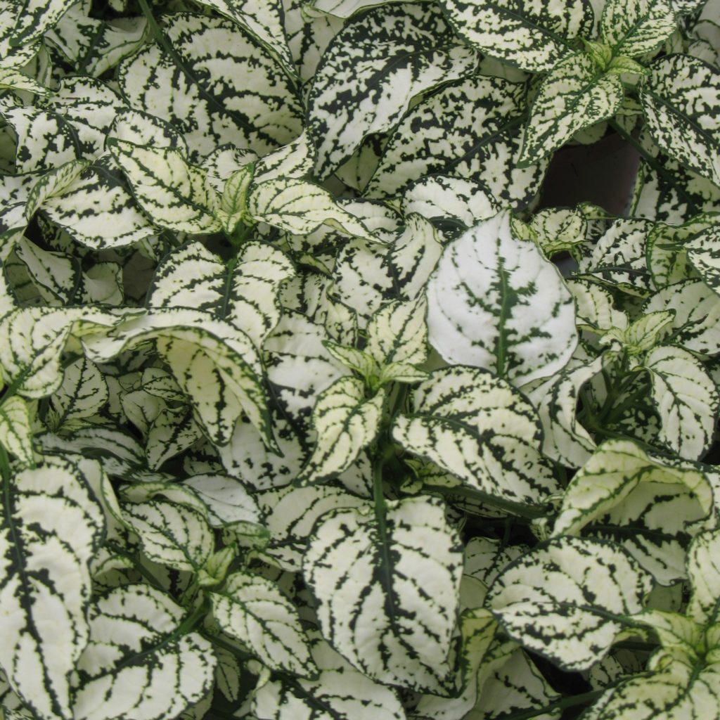 Hypoestes Seed - Griffin Greenhouse Supplies