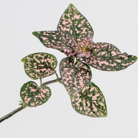 Hypoestes Lotty Dotty Rose 105/100 URC - Griffin Greenhouse Supplies