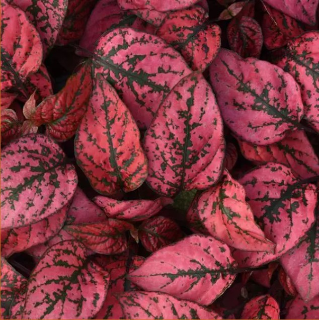 Hypoestes Seed - Griffin Greenhouse Supplies