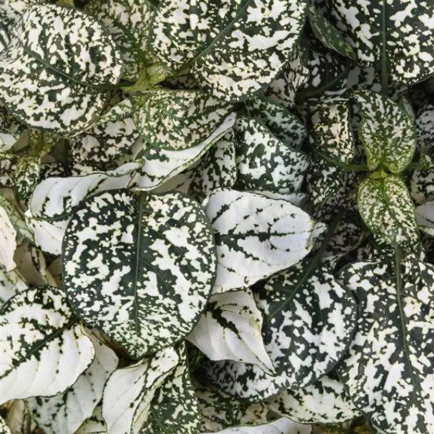 Hypoestes Seed - Griffin Greenhouse Supplies