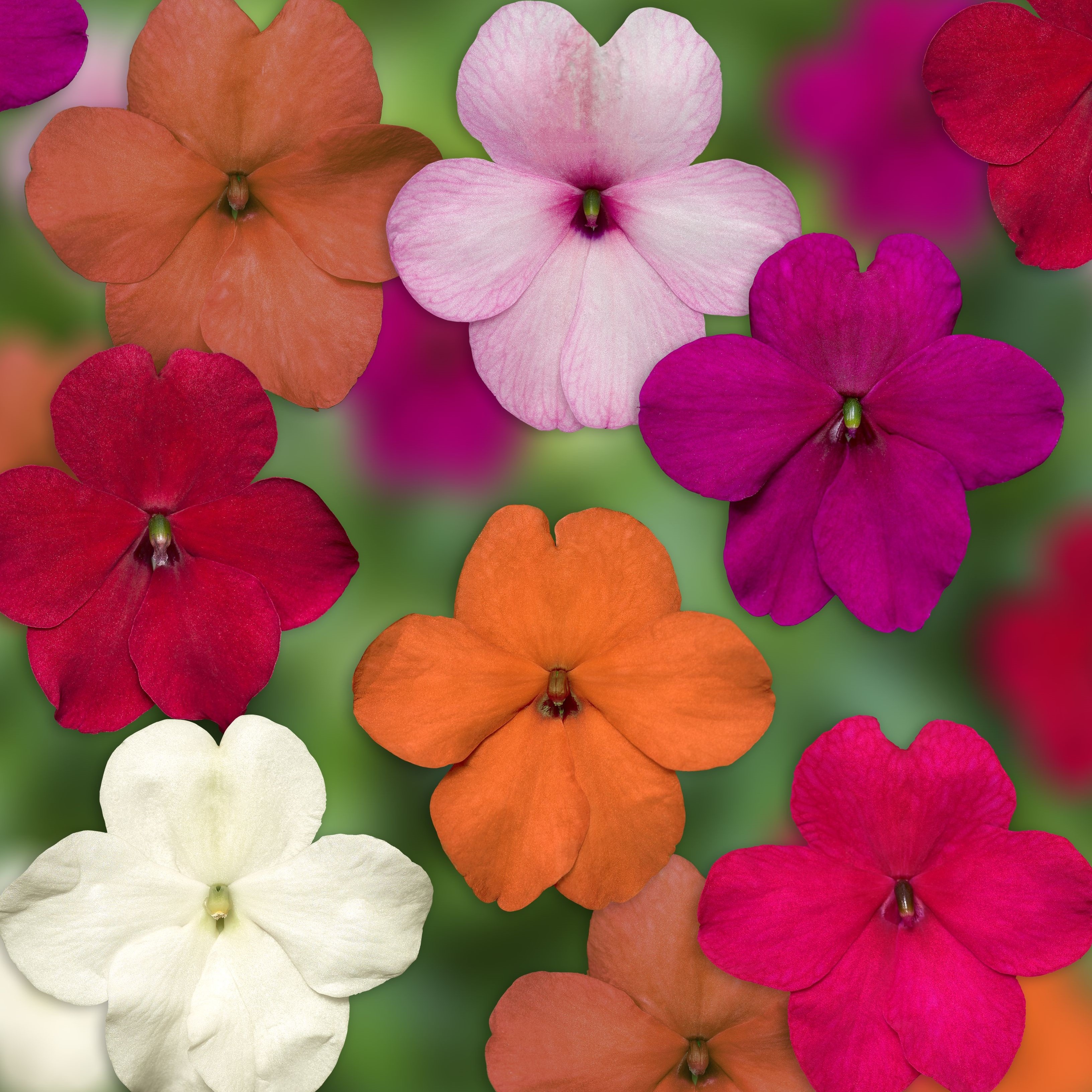 Impatiens Seed - Griffin Greenhouse Supplies