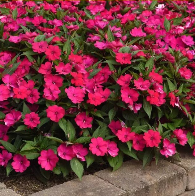 Impatiens Solarscape Magenta Bliss (000100) (100s*) ASTD - Griffin ...