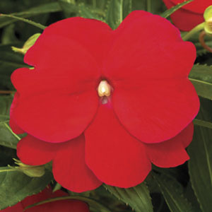Impatiens Sonic Red 26/25 Tray SF - Griffin Greenhouse Supplies