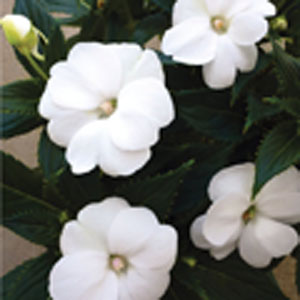 Sunpatiens Compact Classic White 102/100 Tray - Griffin Greenhouse Supplies