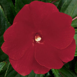 Impatiens Super Sonic Red 51/51 Tray SF - Griffin Greenhouse Supplies