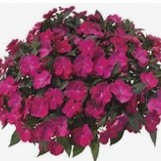 Impatiens Super Sonic Hot Pink 1/1 10 IN PF HB SF - Griffin Greenhouse ...