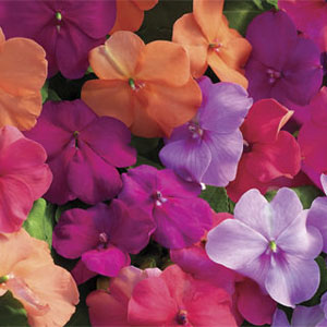 Impatiens Seed - Griffin Greenhouse Supplies