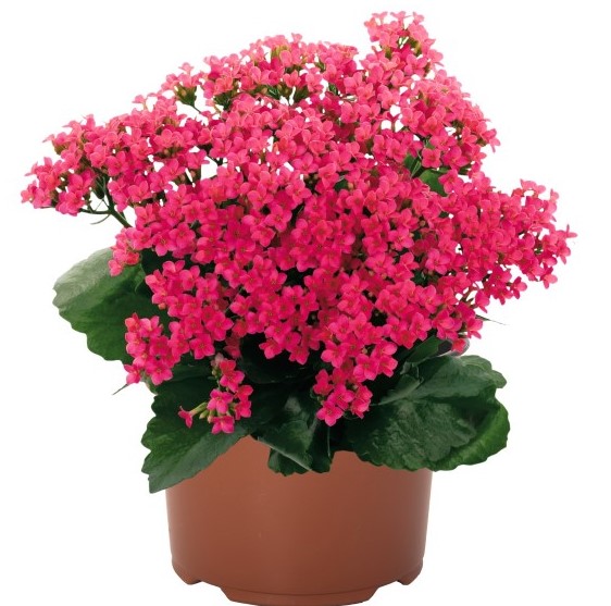 Dummen Orange Kalanchoe - Griffin Greenhouse Supplies