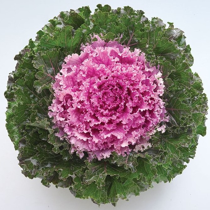Ornamental Kale Seed - Griffin Greenhouse Supplies