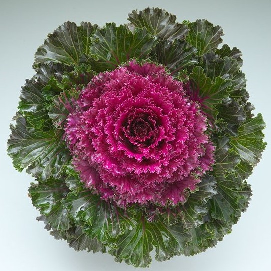 Ornamental Kale Seed - Griffin Greenhouse Supplies