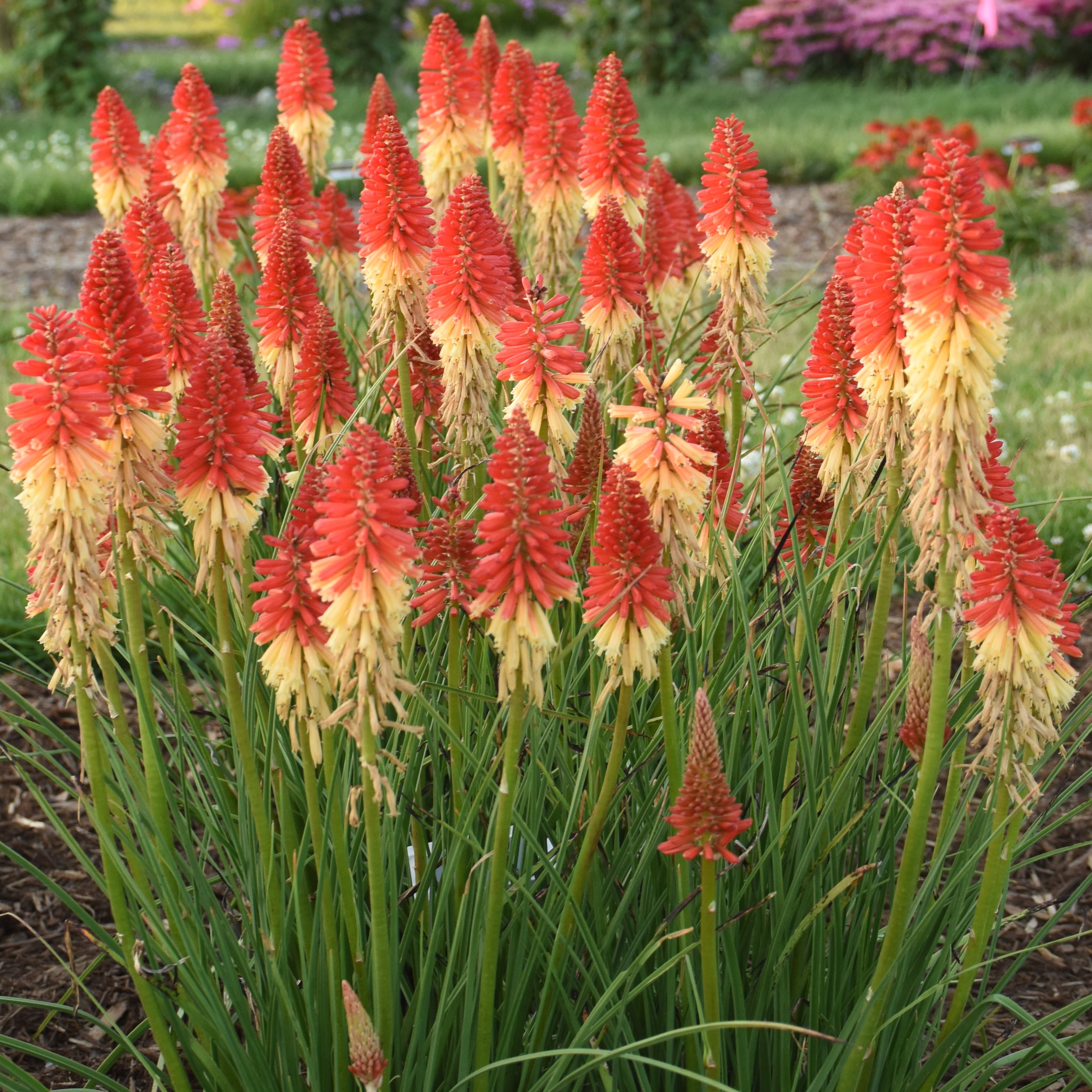 Kniphofia Pyromania Rockets' Red Glare 25/25 G1 #1 PW - Griffin ...