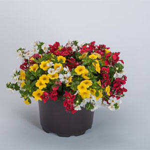 Kwik Kombo Spring Sunset Mix 105/100 K URC SF - Griffin Greenhouse Supplies