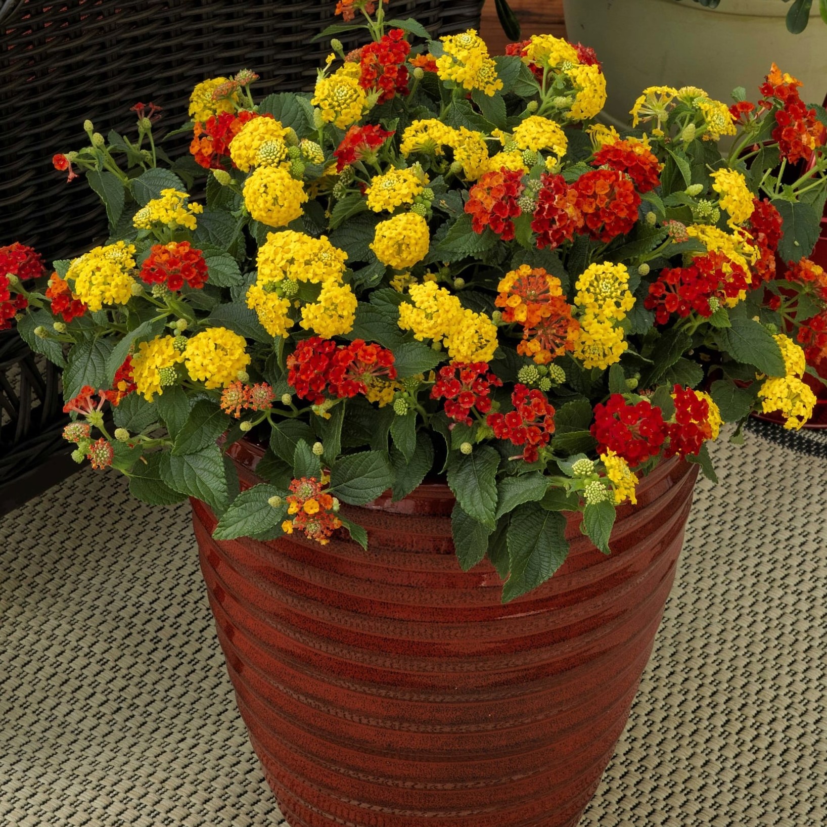 Kwik Kombos Bandana Landscape I Like it Hot Mix 50/50 KOMBO 50 SF ...