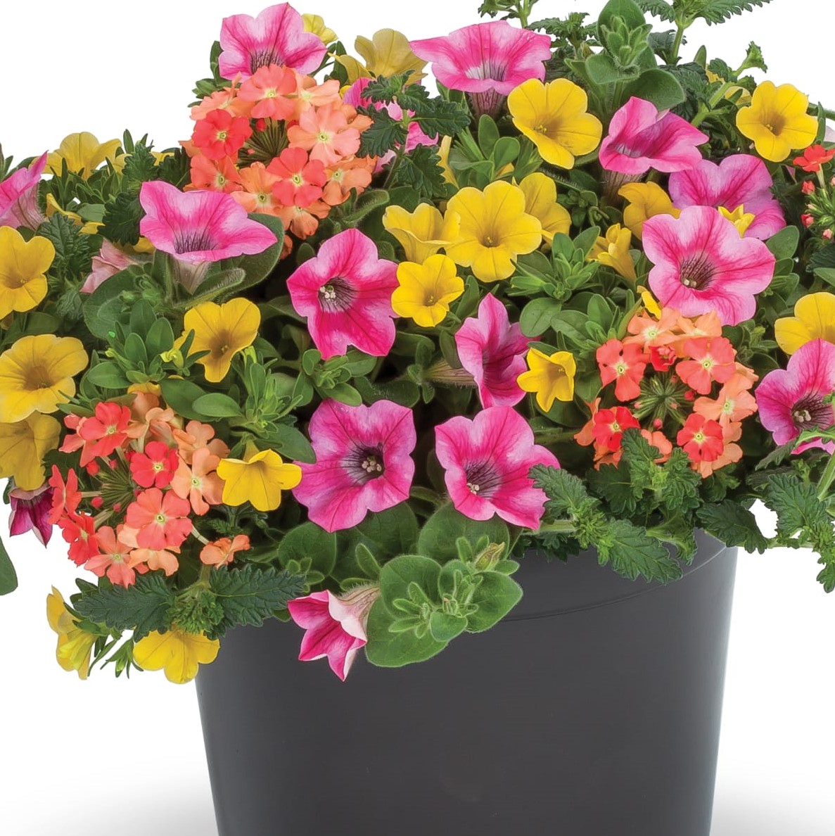 Kwik Kombos Beach Bound Mix 50/50 KOMBO 50 SF - Griffin Greenhouse Supplies