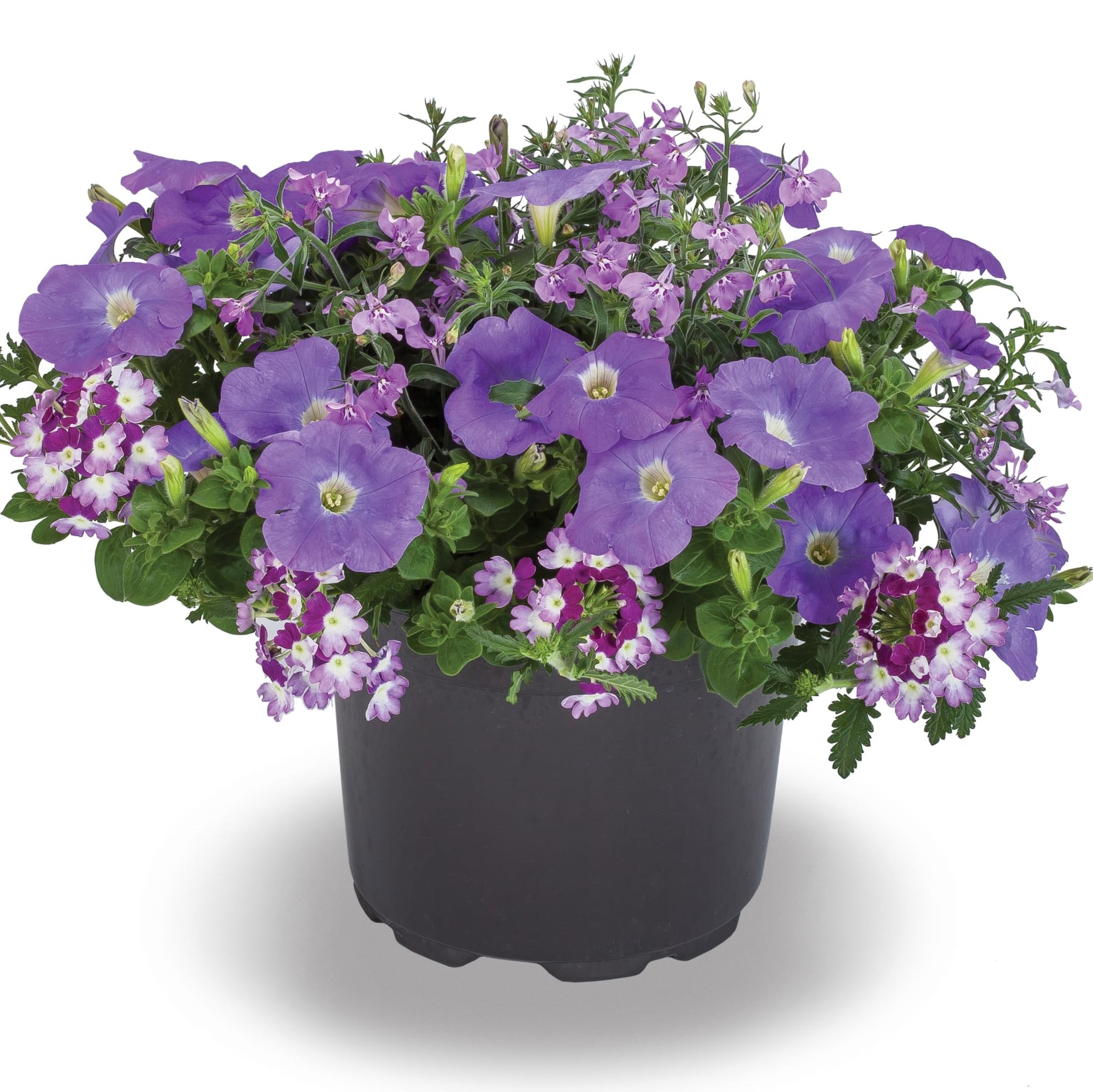 Kwik Kombos Blue Ridge Mix 50/50 Tray SF - Griffin Greenhouse Supplies