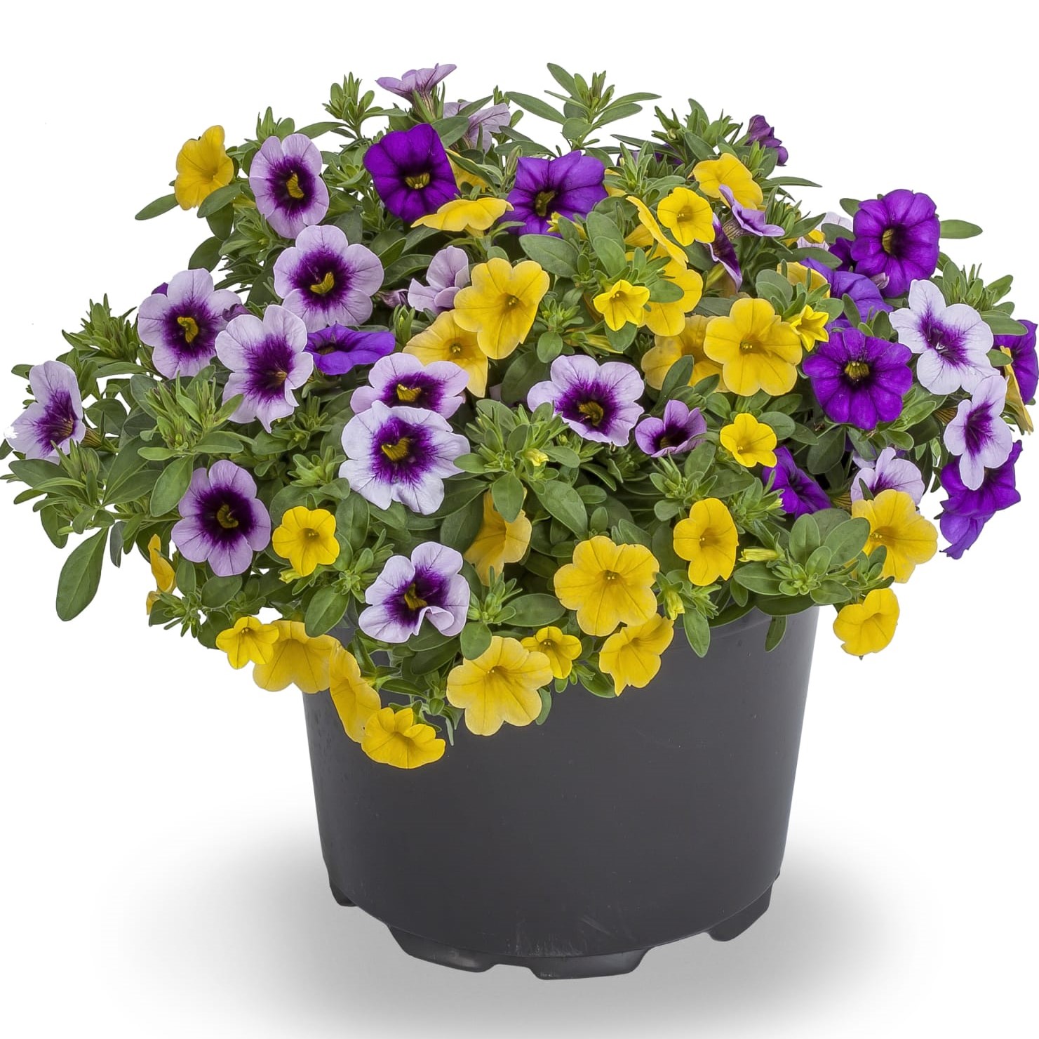 Kwik Kombo Cabrio Ride Along Mix 36/36 Tray SF - Griffin Greenhouse ...