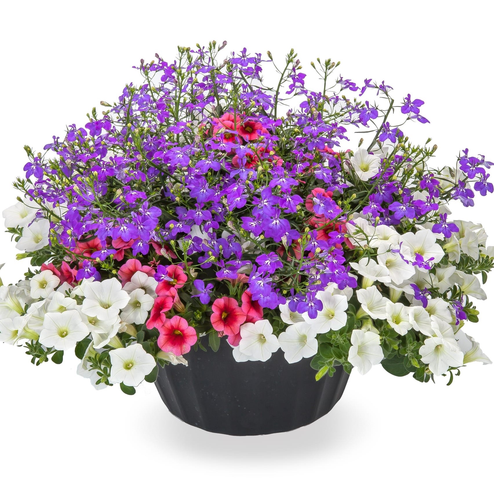 Kwik Kombo Endless Love Mix Improved 105/100 K URC SF - Griffin ...