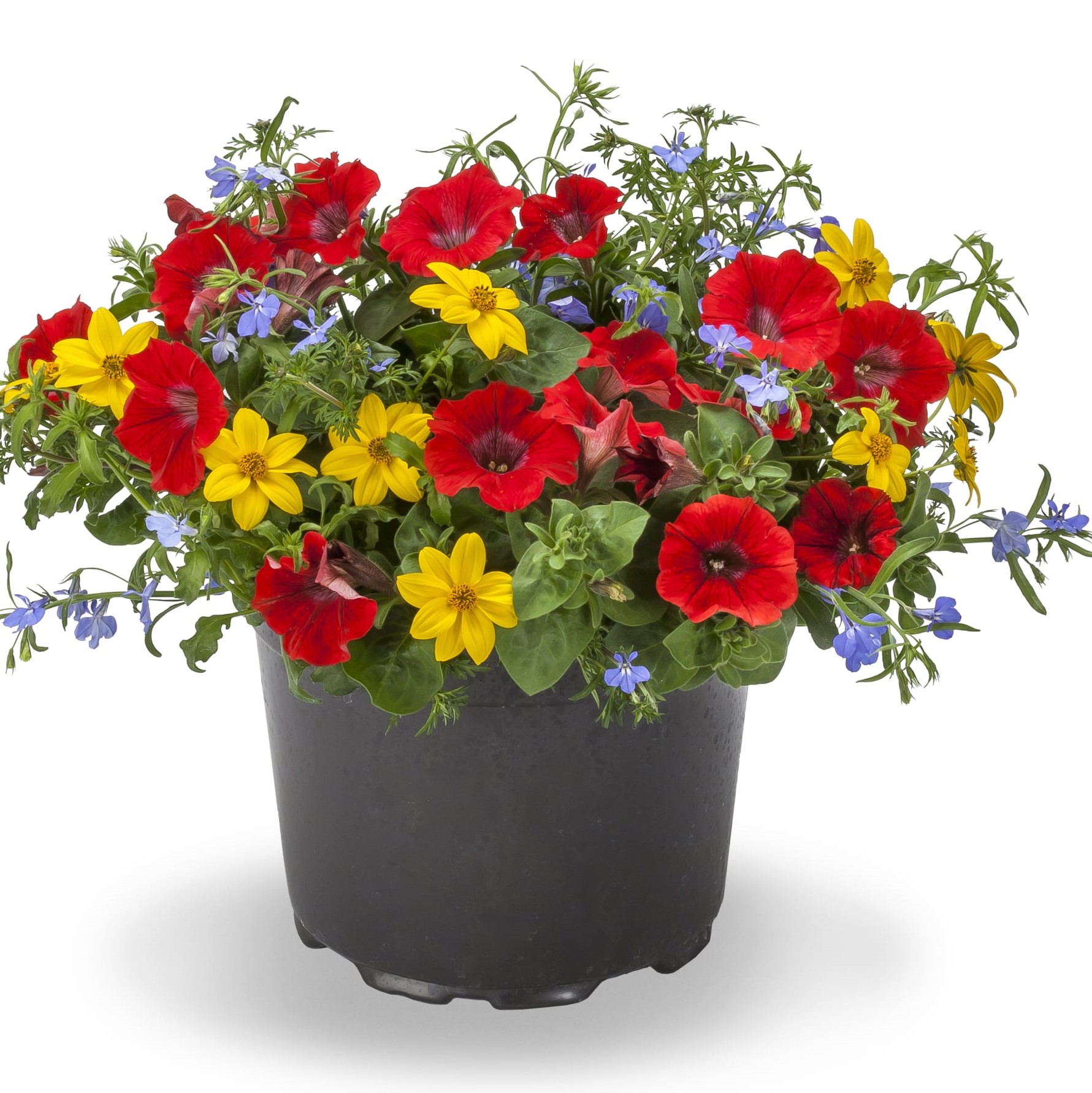 Kwik Kombos Fire and Ice Mix Improved 50/50 Tray 2 Tray Minimum SF ...