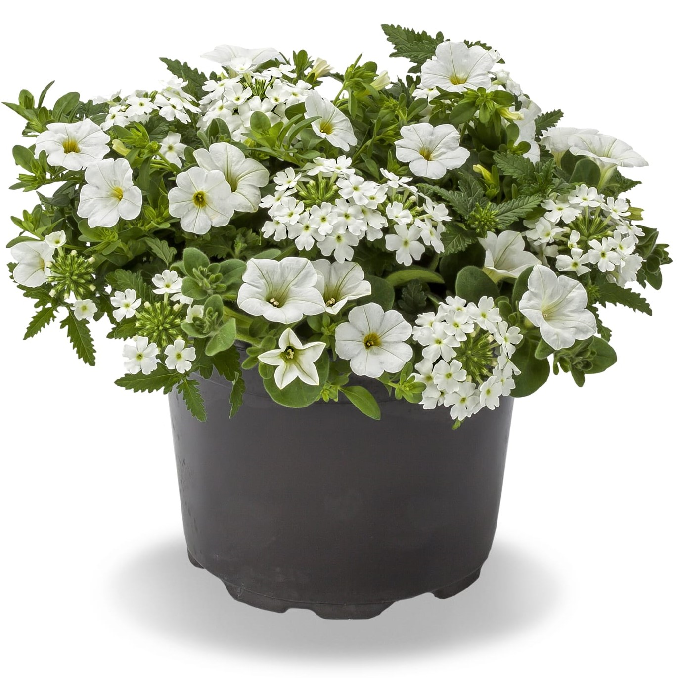 Kwik Kombos Paloma Mix 50/50 Tray SF - Griffin Greenhouse Supplies